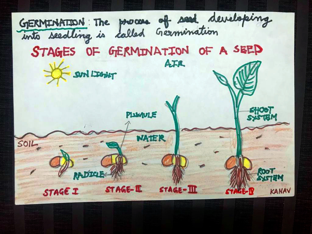 STUDENTS UNDERSTAND THE PROCESS OF GERMINATION WITH FUN ACTIVITY students-understand-the-process-of-germination-with-fun-activity